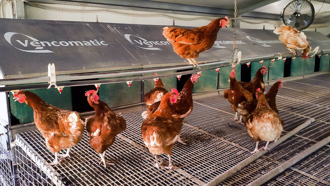 El Galliner de la Torrassa: more than a decade with Vencomatic Nest